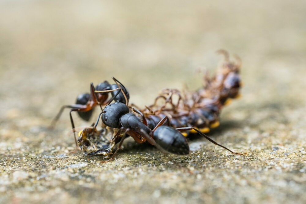 ARGENTINA`S ATTACK ON THE KILLER ANTS - International Premium Niche ...