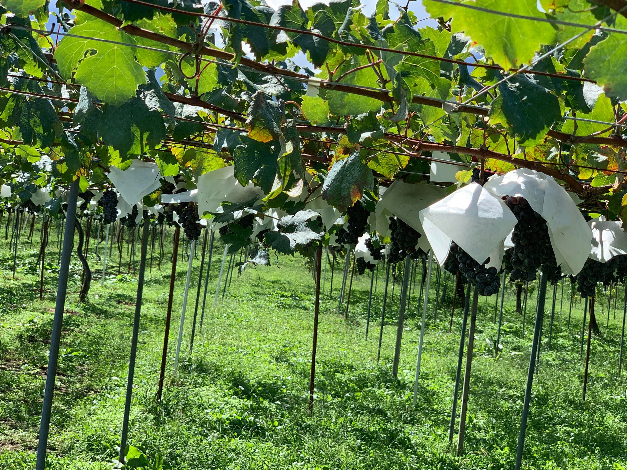 Kasagake (傘掛け): The Traditional Grape Cover in Japan - International ...